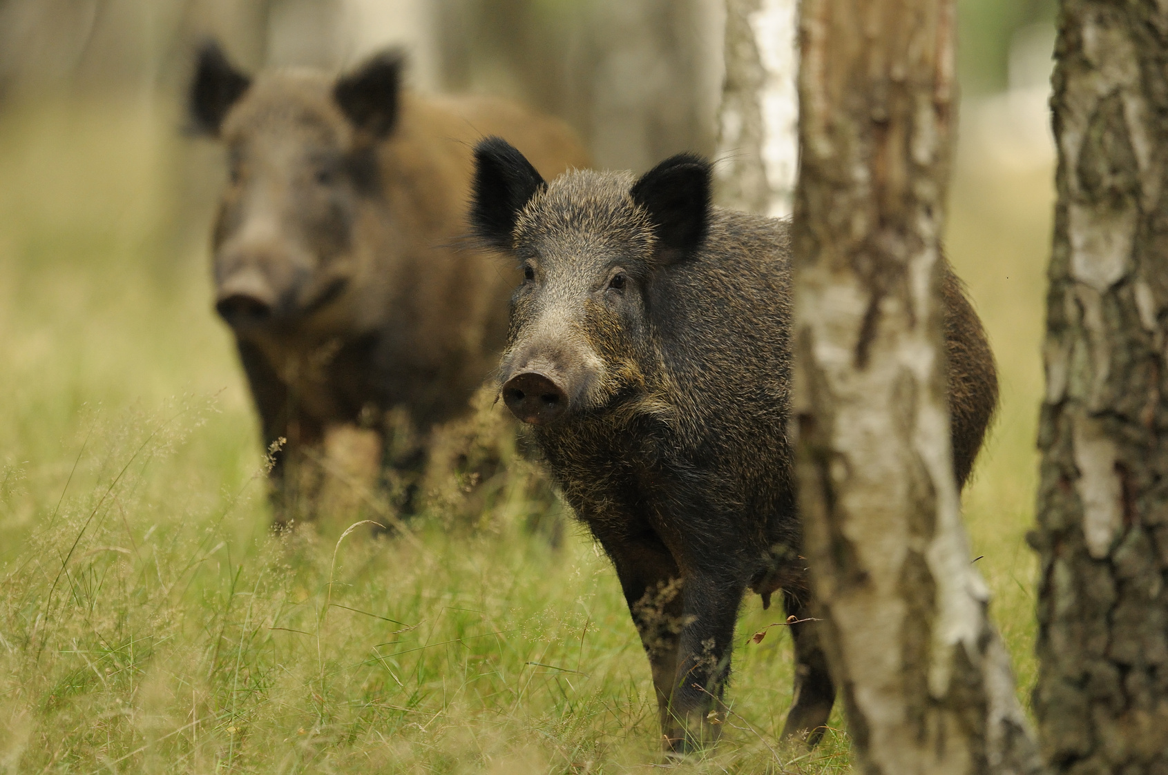 chasse_gros_gibier_sanglier_essonne | Séminaires & Evénementiel l ...